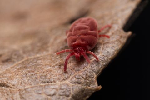 Grasmilben: Bisse erkennen & Juckreiz behandeln | Eltern.de