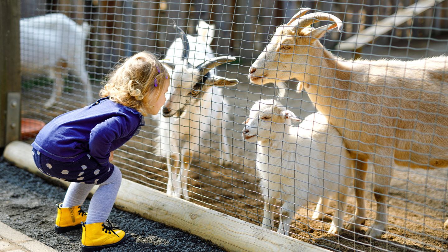 Die Zoo-Frage: Schränken meine Prinzipien mein Kind ein? | Eltern.de